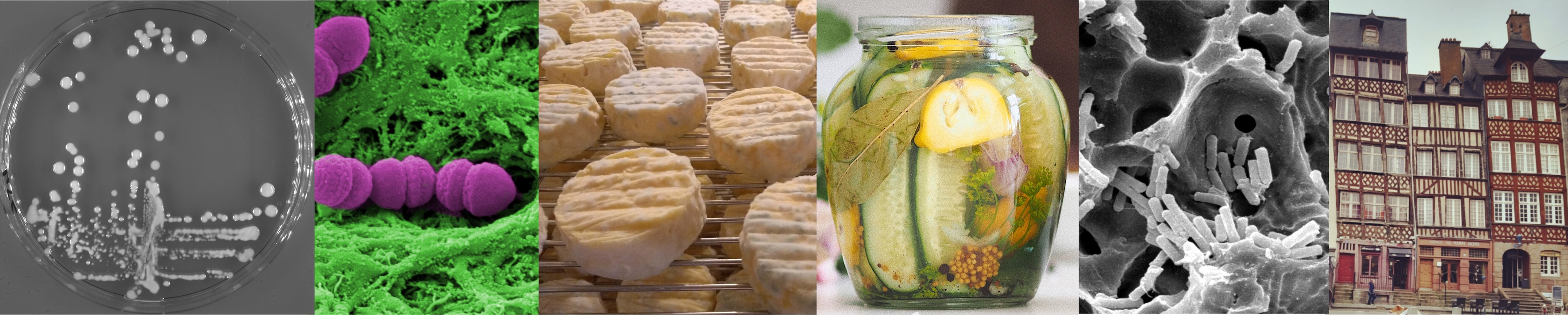 UMR STLO Site internet de l'unité - PLATEFORMES