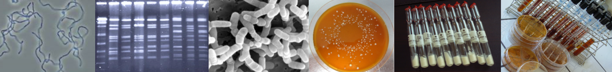 UMR STLO Site internet de l'unité - CIRM-BIA